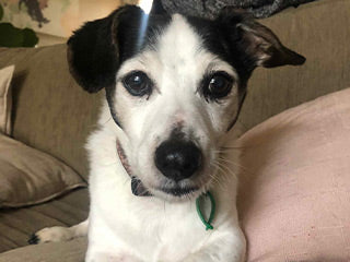 犬類見證 | 深受背痛及關節炎之苦的Max食用4週後 – Rose-Hip Vital 澳寵瑰寶玫瑰果粉